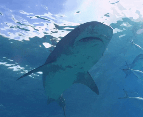 Discovery GIF by Shark Week - Find & Share on GIPHY