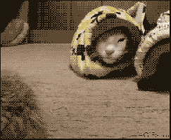 Caterpillar GIF - Find & Share on GIPHY