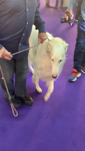 Dog Show GIF by Westminster Kennel Club - Find & Share on GIPHY