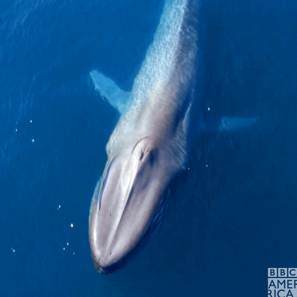Ocean Wildlife GIF by BBC America - Find & Share on GIPHY