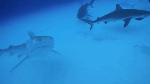 Tiger Shark GIF by Nat Geo Wild - Find & Share on GIPHY