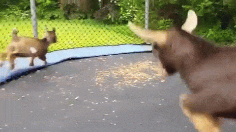 Fun Goats GIF - Find & Share on GIPHY