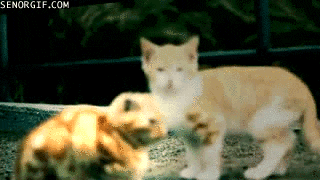 The Fear Cat GIF by Cheezburger - Find & Share on GIPHY