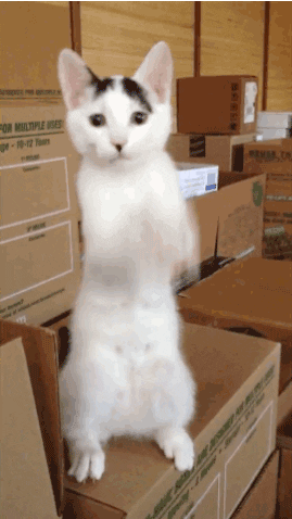 Kitler GIFs - Find & Share on GIPHY
