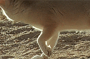 Fennec Fox GIF - Find & Share on GIPHY