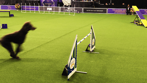 Dog GIF by Westminster Kennel Club - Find & Share on GIPHY