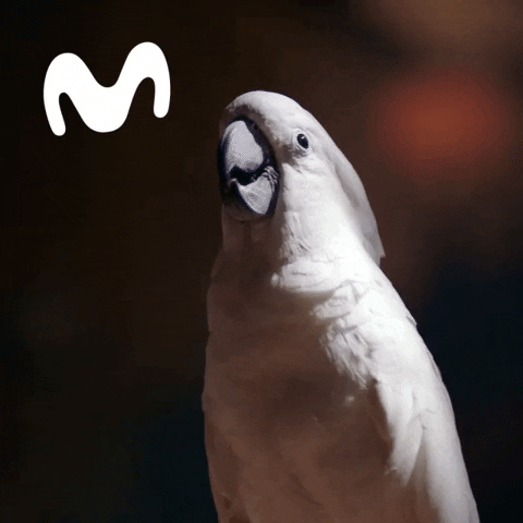 Hola Que Tal Movistar GIF - Find & Share on GIPHY