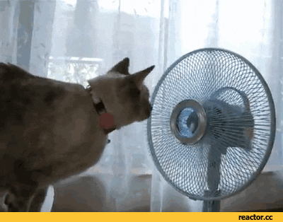 Fan GIF - Find & Share on GIPHY