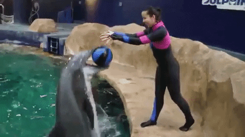 Dolphin GIF by Georgia Aquarium - Find & Share on GIPHY