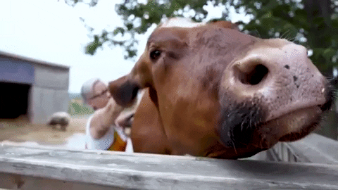 Vegan Lick GIF by Mercy For Animals - Find & Share on GIPHY