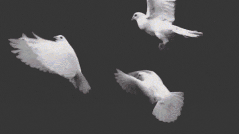 Twinkle Twinkle GIF by Margo Price - Find & Share on GIPHY