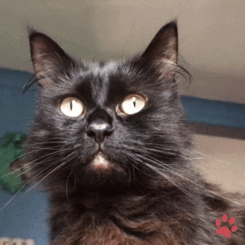 Looking Around Black Cat GIF by pawsr - Find & Share on GIPHY