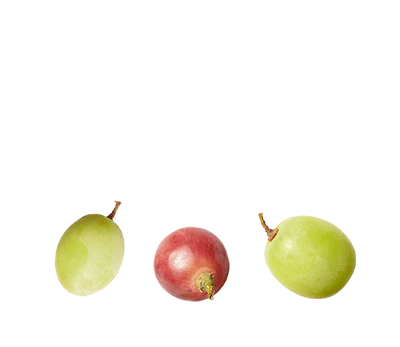 Grapes Quaker Sticker for iOS & Android | GIPHY