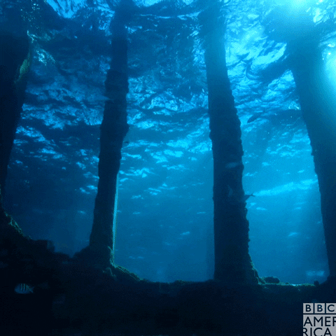 Ocean Wildlife GIF by BBC America - Find & Share on GIPHY