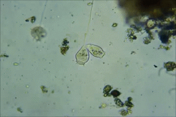 Zenon Z3 Protozoa