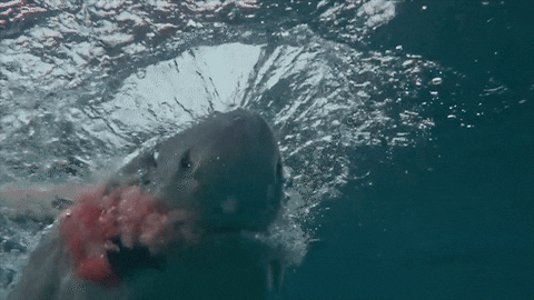 Discovery GIF by Shark Week - Find & Share on GIPHY