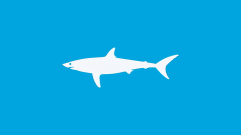 Shark Cites GIF by Project AWARE - Find & Share on GIPHY