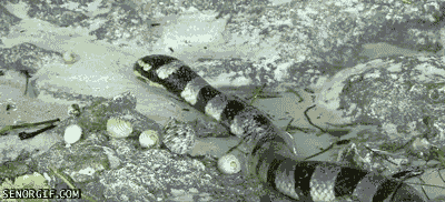 Sea Snake GIF - Find & Share on GIPHY