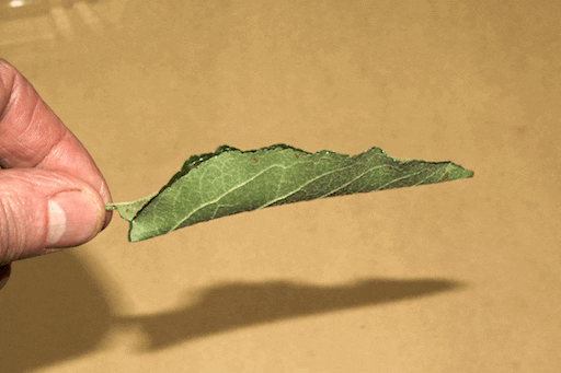 Leaves GIF - Find & Share on GIPHY