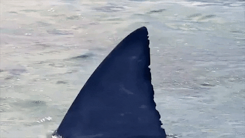 Shark Week GIFs - Find & Share on GIPHY