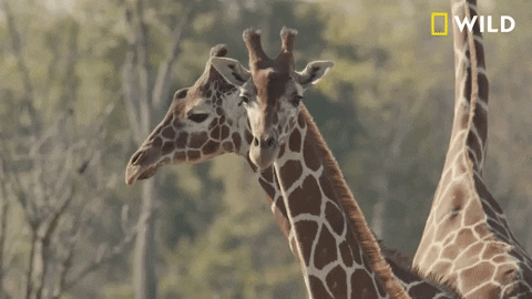 GIF by Nat Geo Wild - Find & Share on GIPHY
