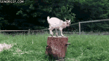 Goats Jumping GIF - Find & Share on GIPHY