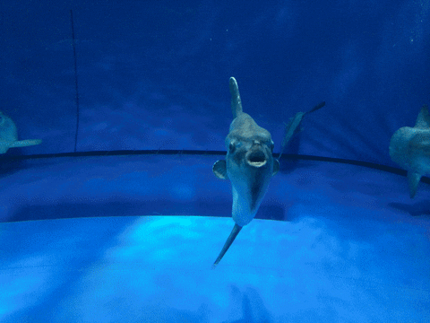 Ocean Sunfish GIFs - Find & Share on GIPHY