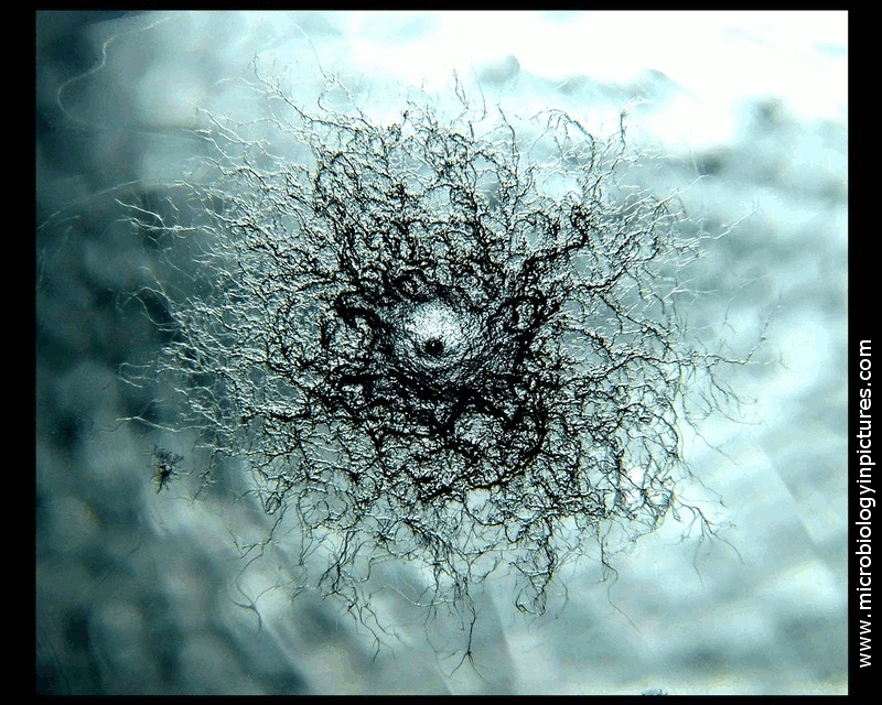 Microbiology GIF - Find & Share on GIPHY