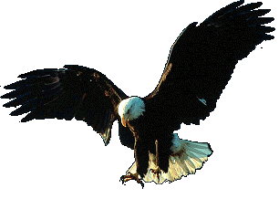 Eagle Sticker for iOS & Android | GIPHY