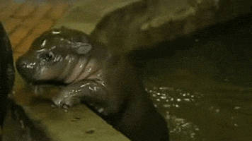 Pygmy Hippo GIF - Find & Share on GIPHY