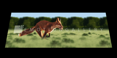 Fox Animation GIF - Find & Share on GIPHY