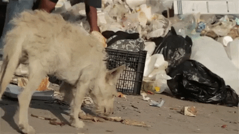 Dog Trash GIF by Krisstian - Find & Share on GIPHY