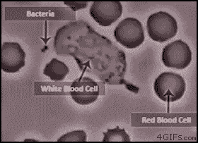 Phagocytosis GIFs - Get the best GIF on GIPHY