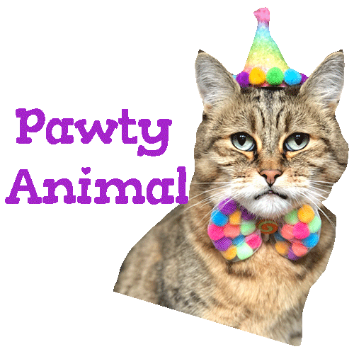 Party Animal Cat Sticker for iOS & Android | GIPHY
