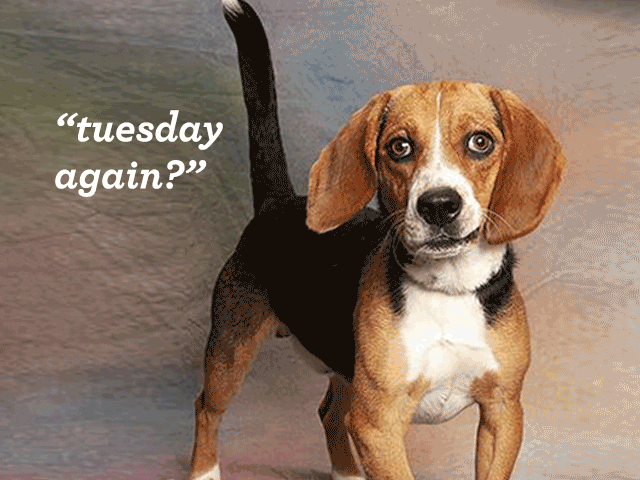 Tuesday Again No Problem Dog GIFs - Find & Share on GIPHY