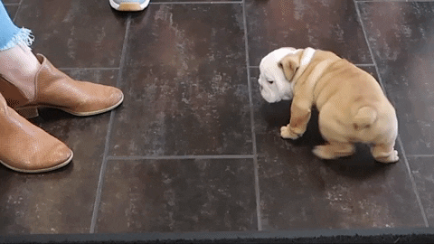 Happy Butler Bulldogs GIF by Butler University - Find & Share on GIPHY