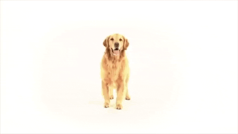 Turn Around Dog GIF - Find & Share on GIPHY