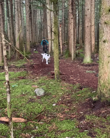 Dog Forest GIF by Dirty Jane - Find & Share on GIPHY