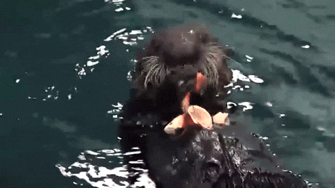 Sea Otter GIF by Georgia Aquarium - Find & Share on GIPHY