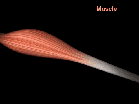 Muscle Anatomy GIF - Find & Share on GIPHY