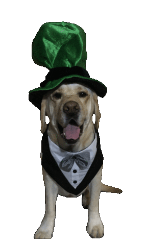 Dog Hat Sticker by 3L Innovations for iOS & Android | GIPHY