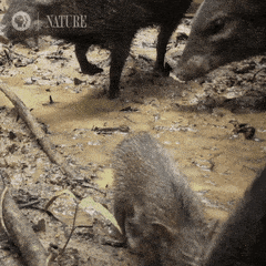 Buzz Off Amazon GIF by Nature on PBS - Find & Share on GIPHY