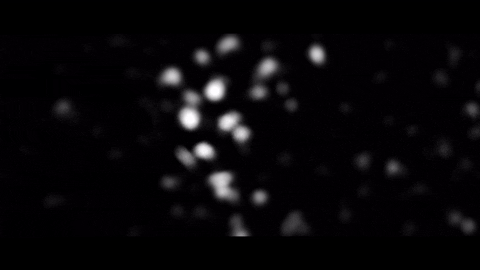 Maggots In Wounds Gif