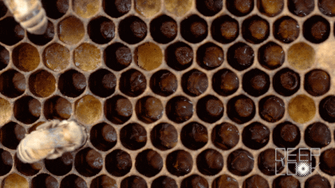 Honeybees GIFs - Find & Share on GIPHY