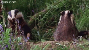 Nope Gif Badger 7 Gif Images Download Legend No GIF by Warner Bros ...