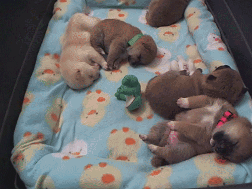Nap Time GIF - Find & Share on GIPHY