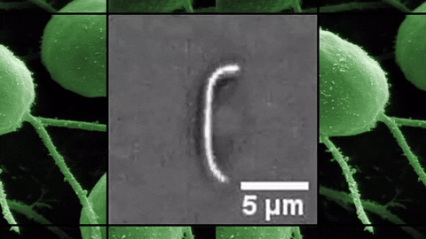 Physics Biology GIF by MIT - Find & Share on GIPHY