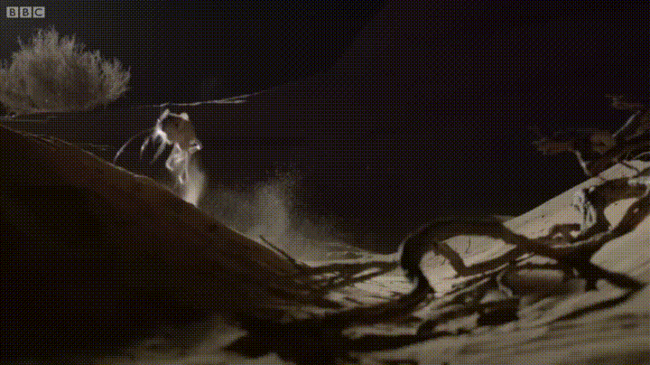 Lesser Jerboa GIFs - Find & Share on GIPHY