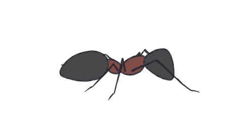 Ant GIF - Find & Share on GIPHY