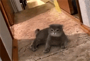 Cat Anxiety GIF - Find & Share on GIPHY